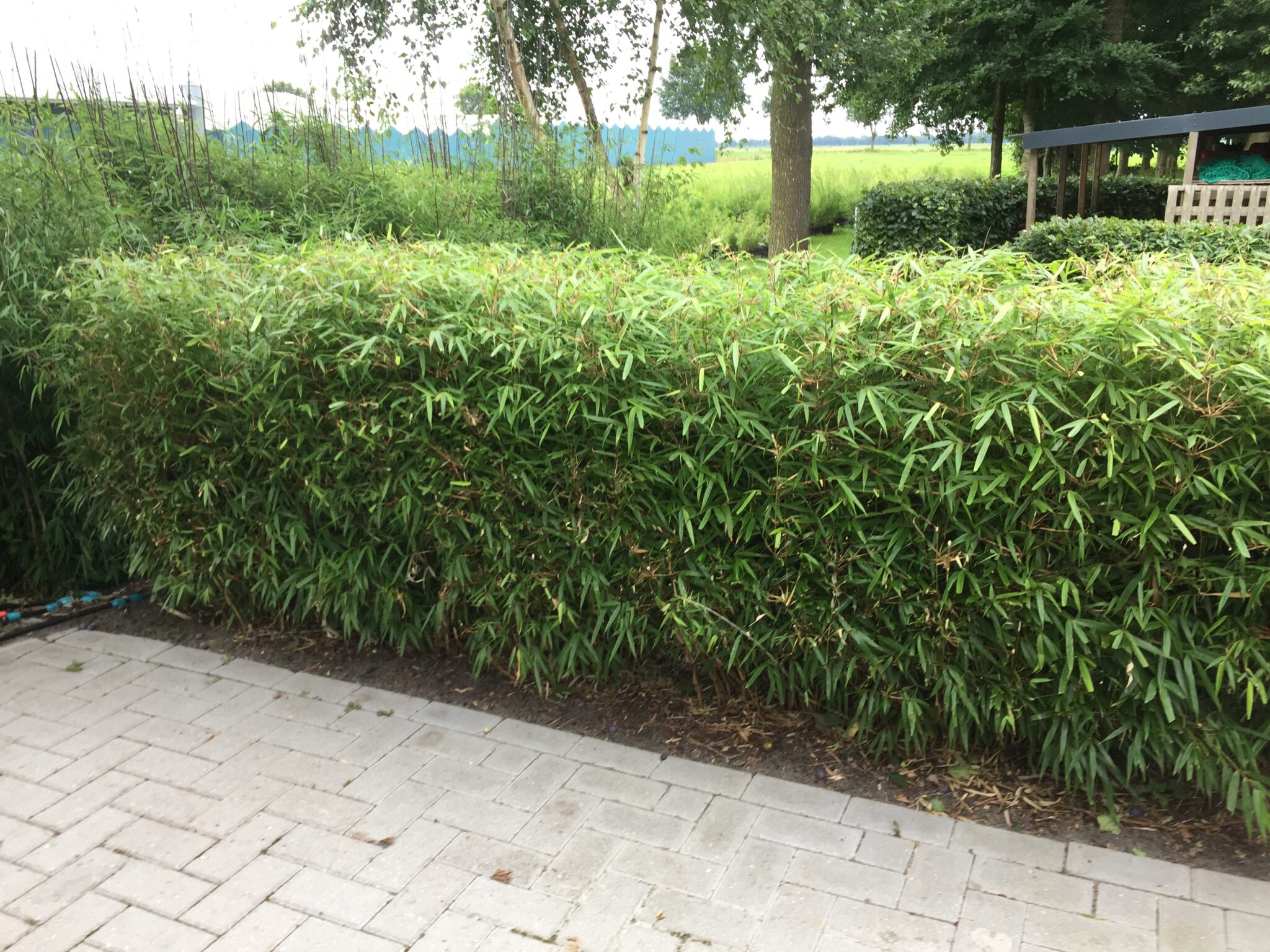 Niet woekerende bamboes - Kwekerij Donker - Met handige keuzehulp!